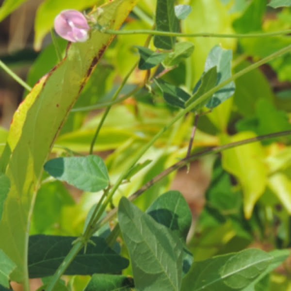 Pink Fuzzy Bean | Project Noah