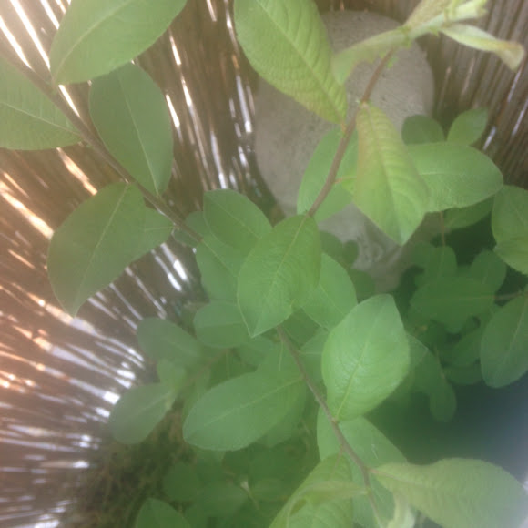 Spotting | Project Noah