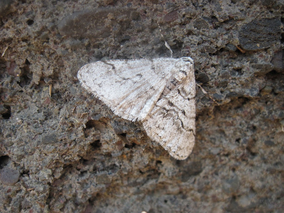 Half-Wing Moth | Project Noah