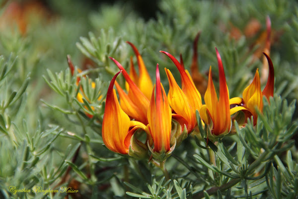 Parrot's beak hybrid | Project Noah