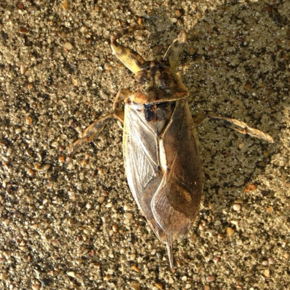 Eastern Toe-Biter | Project Noah