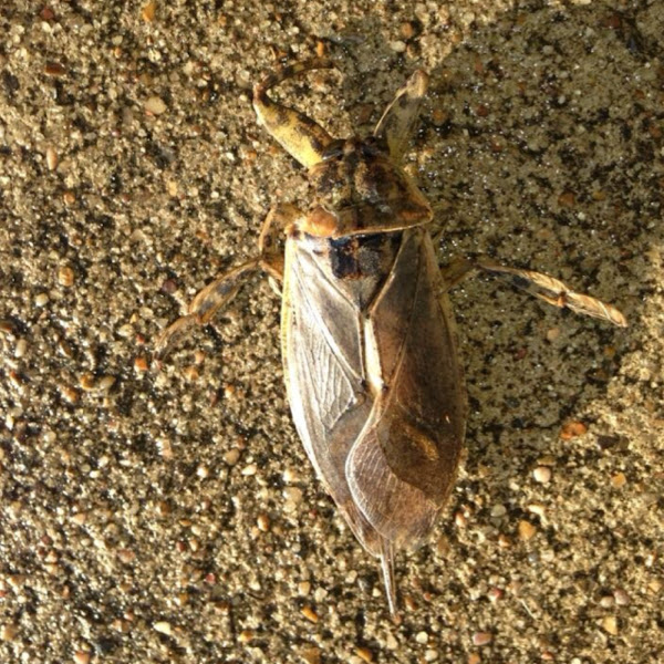 Eastern Toe-Biter | Project Noah