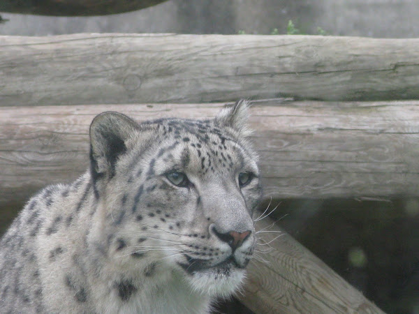 Snow Leopard | Project Noah