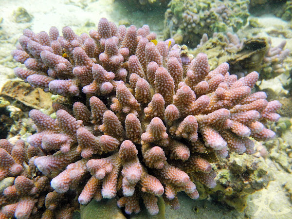 Finger Coral | Project Noah