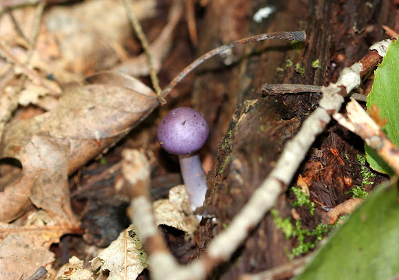 Spotted Cort | Project Noah