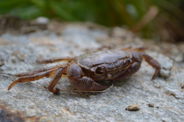 Freshwater Crab | Project Noah