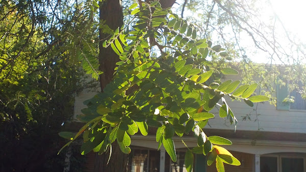 Honey Locust | Project Noah