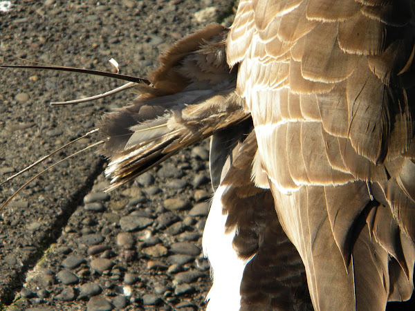 Canada Goose | Project Noah