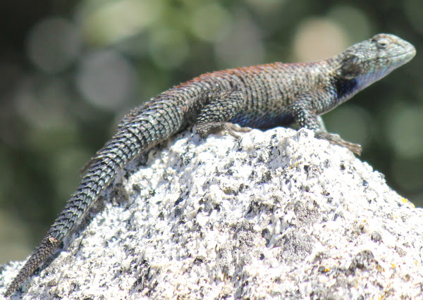 Granite Spiny Lizard | Project Noah