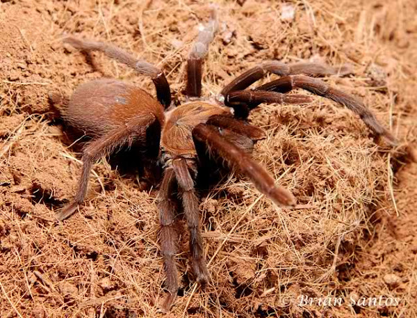 Philippine cave tarantula | Project Noah