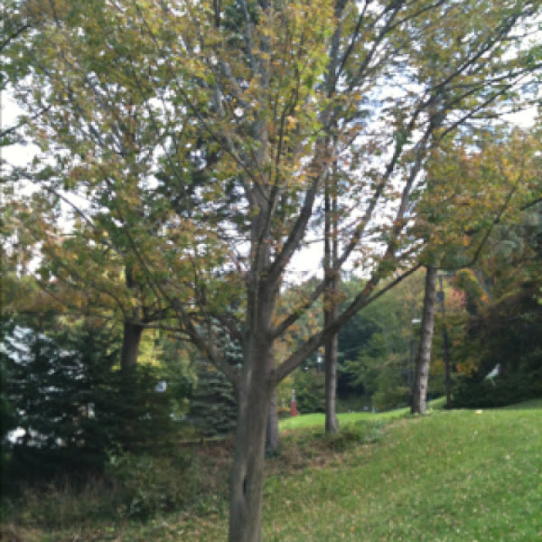 Ash tree | Project Noah