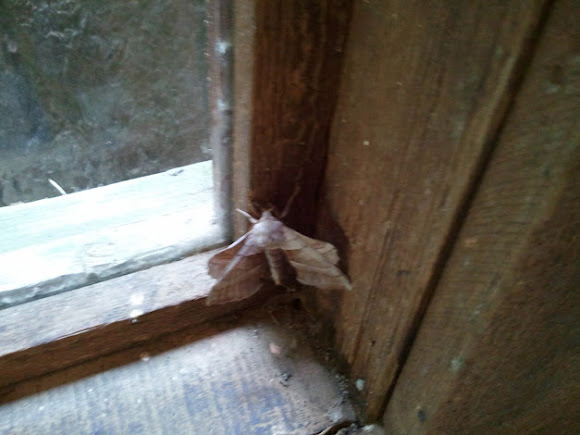Walnut Sphinx Moth | Project Noah