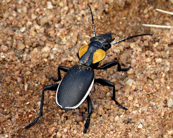 Two-spotted Ground Beetle | Project Noah