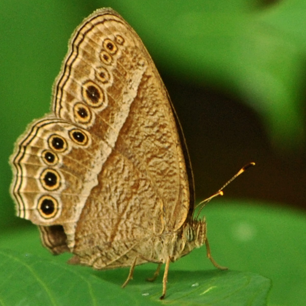 Bush brown butterfly | Project Noah