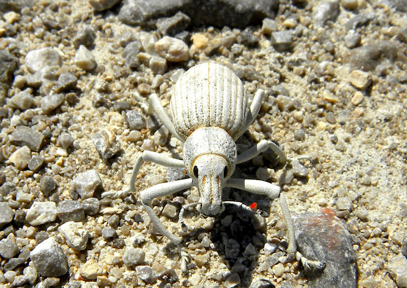 Desert weevil | Project Noah