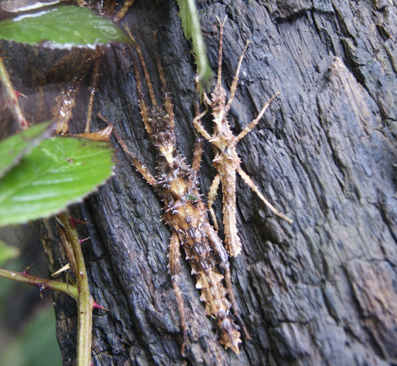 Lesser Ghost Insect | Project Noah