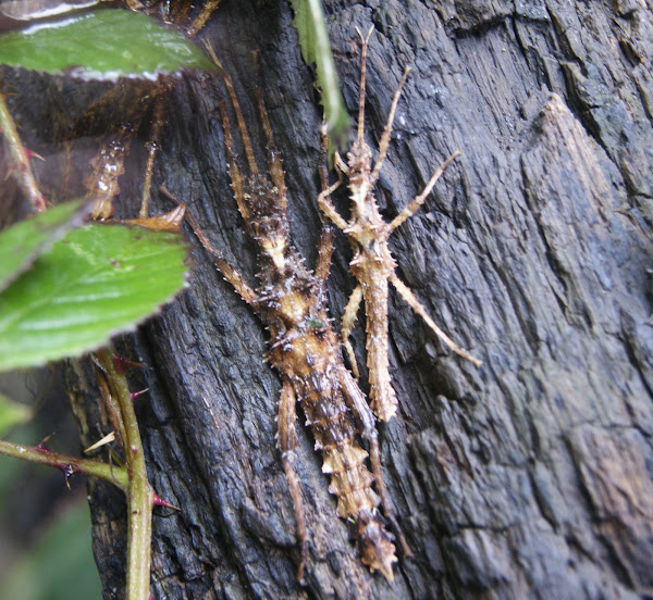 Lesser Ghost Insect | Project Noah