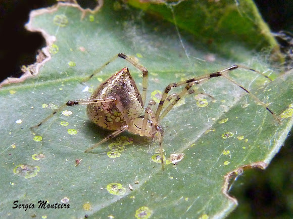 Dewdrop Spider | Project Noah