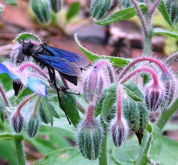 Blue Mud Wasp | Project Noah