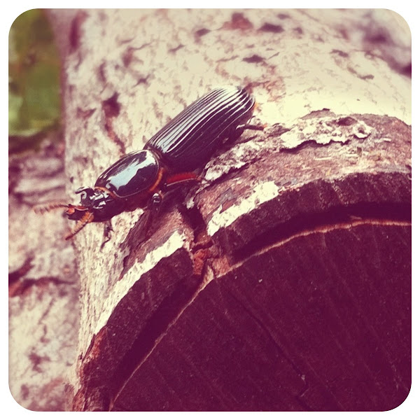 Horned Passalus | Project Noah