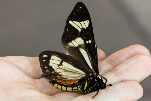 Northern Giant Flag Moth | Project Noah