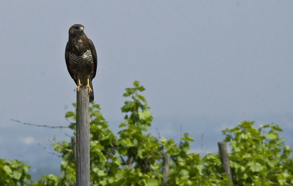 Buzzard | Project Noah