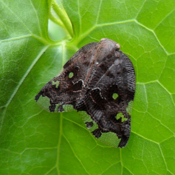 Ricaniid Planthopper | Project Noah