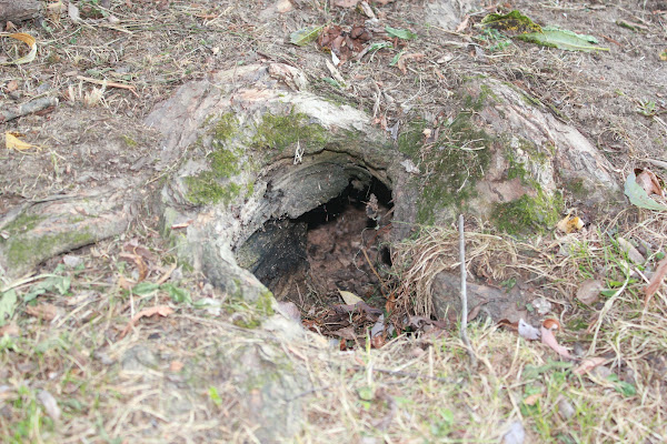 Animal burrow/hideaway | Project Noah