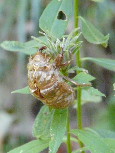 Cicada shed | Project Noah