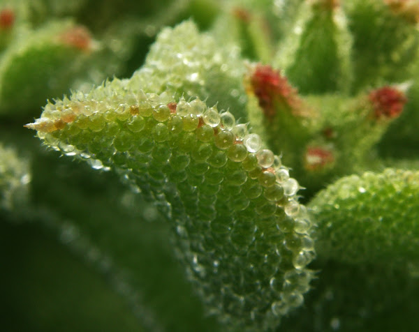 Iceplant/Anémona de tierra | Project Noah