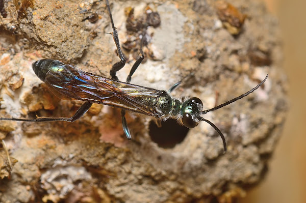 Blue Mud Dauber Wasp | Project Noah