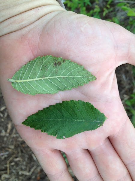 Winged elm | Project Noah