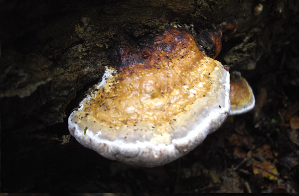 Red Banded Polypore | Project Noah