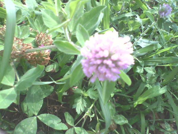 Red Clover | Project Noah