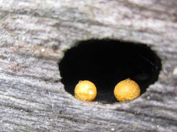 wolf milk | Project Noah