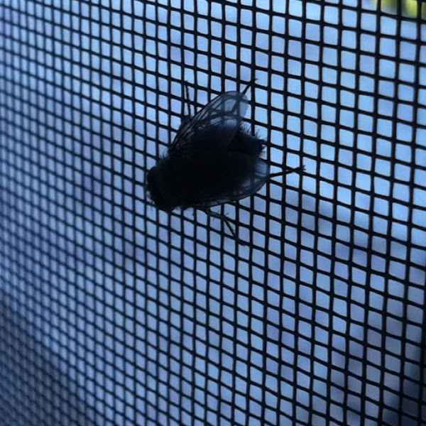 House fly | Project Noah