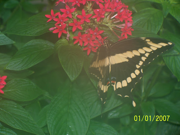 Eastern Giant Swallowtail | Project Noah