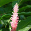 red ginger, pink cone ginger | Project Noah