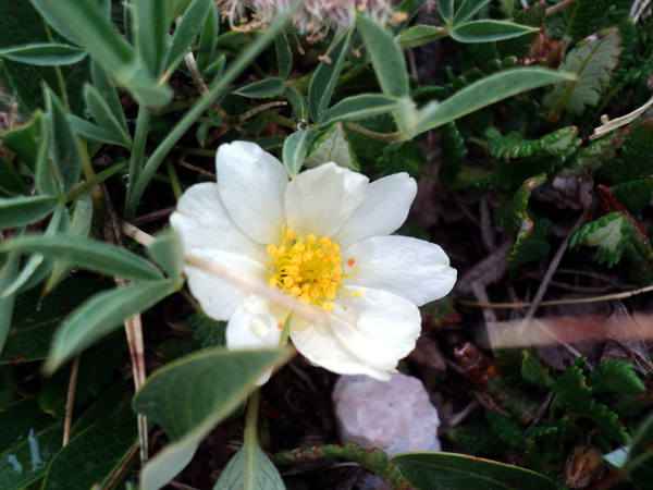 Mountain Dryad | Project Noah