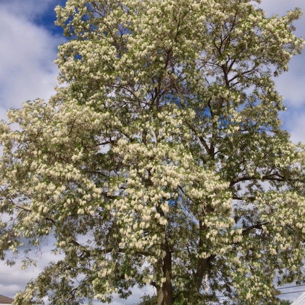 Black Elm | Project Noah