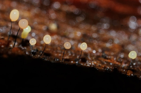 Comatricha nigra | Project Noah