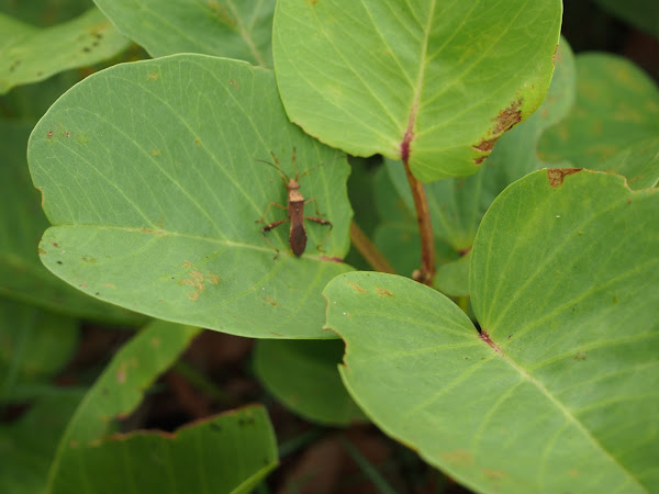 Bean Bug | Project Noah