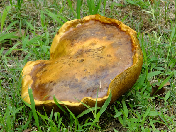Bolete family mushoom | Project Noah