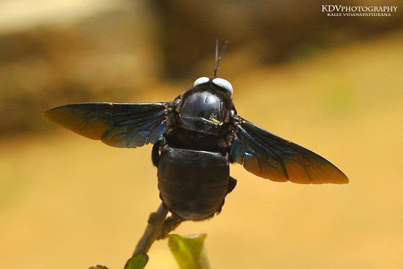 Carpenter Bee | Project Noah