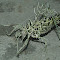 Lichen Katydid | Project Noah