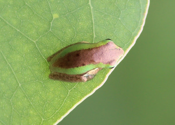Northern Dwarf Tree Frog | Project Noah