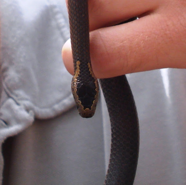Golden-crowned Snake | Project Noah