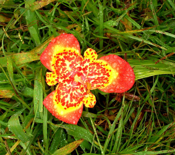 Tiger Flower or Flor del Jaguar | Project Noah