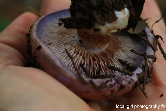 Cortinarius iodes, spotted cort, or viscid violet cort | Project Noah
