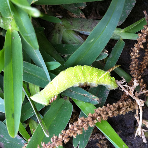 Walnut Sphinx | Project Noah